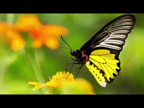 Fon Müziği  - Ruhumun Sesi Ney Sesi...