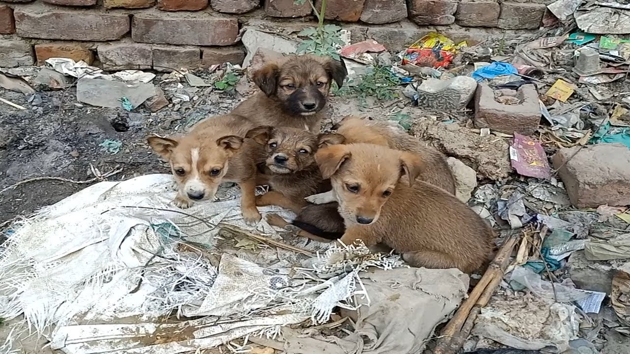 6 Cute Newborn Puppies of Street Mother Dog - YouTube
