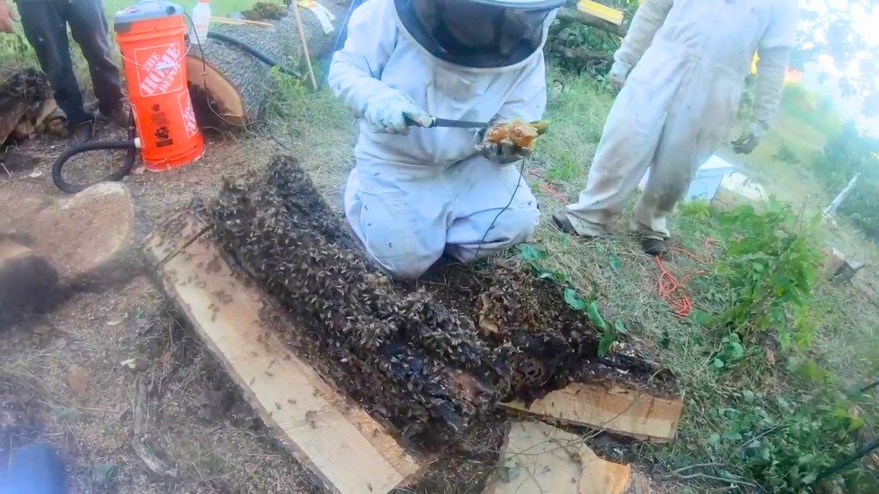 Nature is Amazing - Removing Honey Bees from a Tree - YouTube