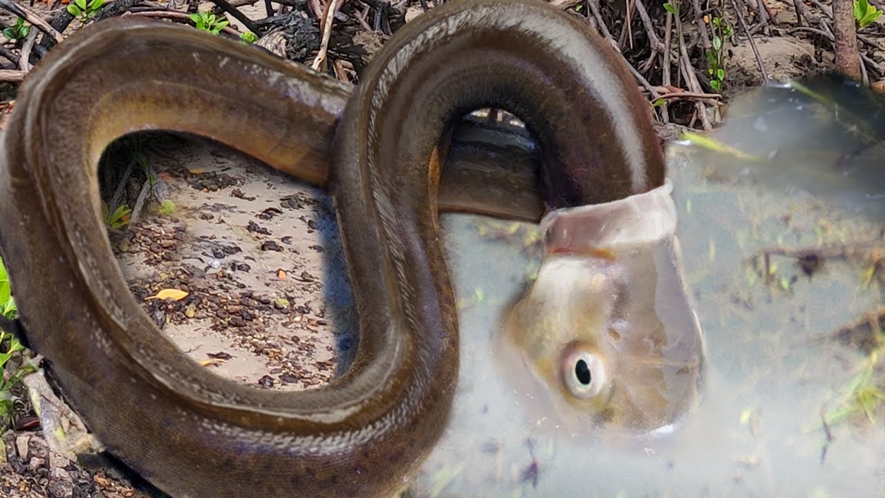 10 Most Bizarre Animals That Actually Exist! - YouTube