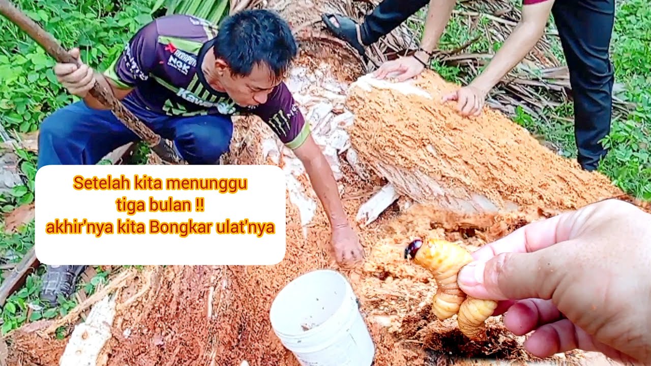 Hari ini kami cari ulat sagu rumbia yang sudah reput - YouTube