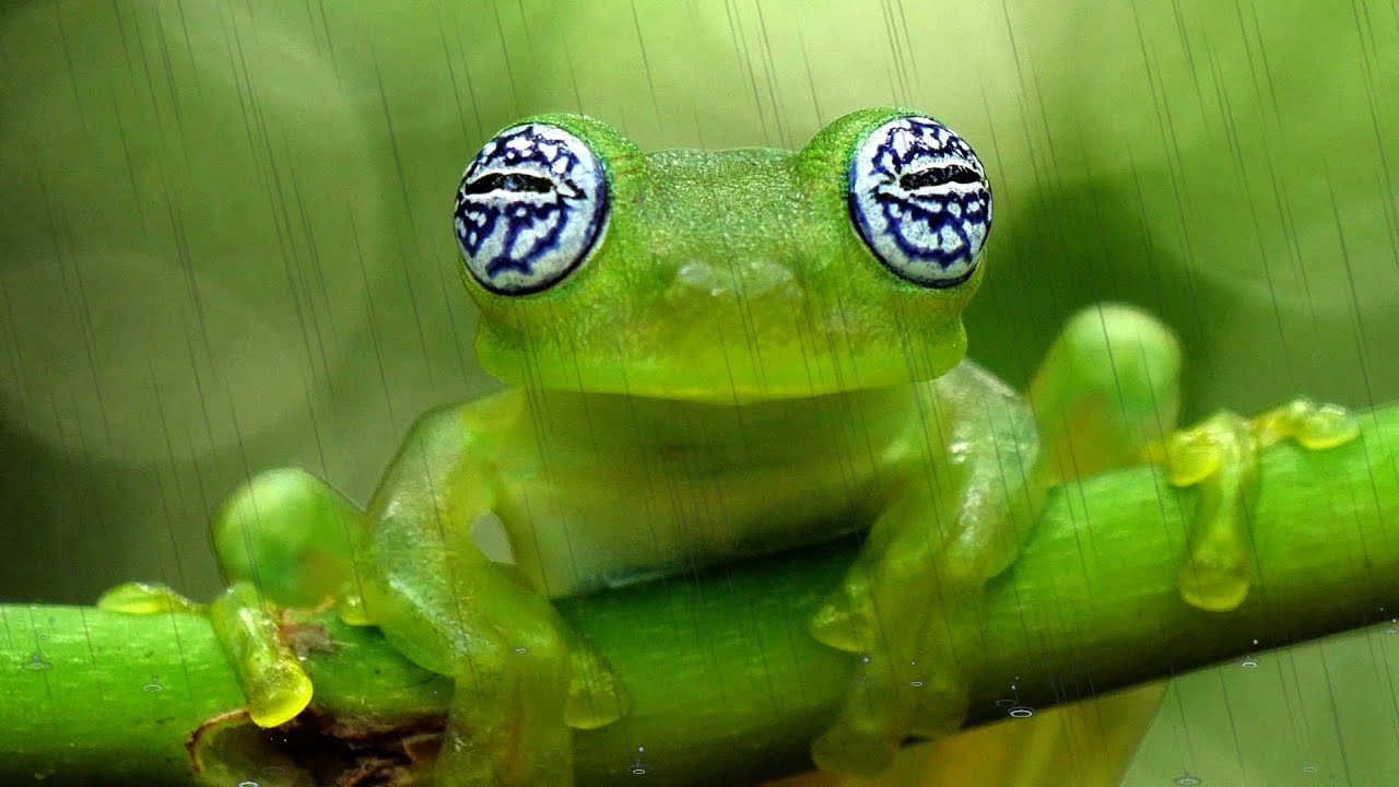 Relaxing Rainforest Frogs and Crickets Sounds ASMR // Forest Nature ...