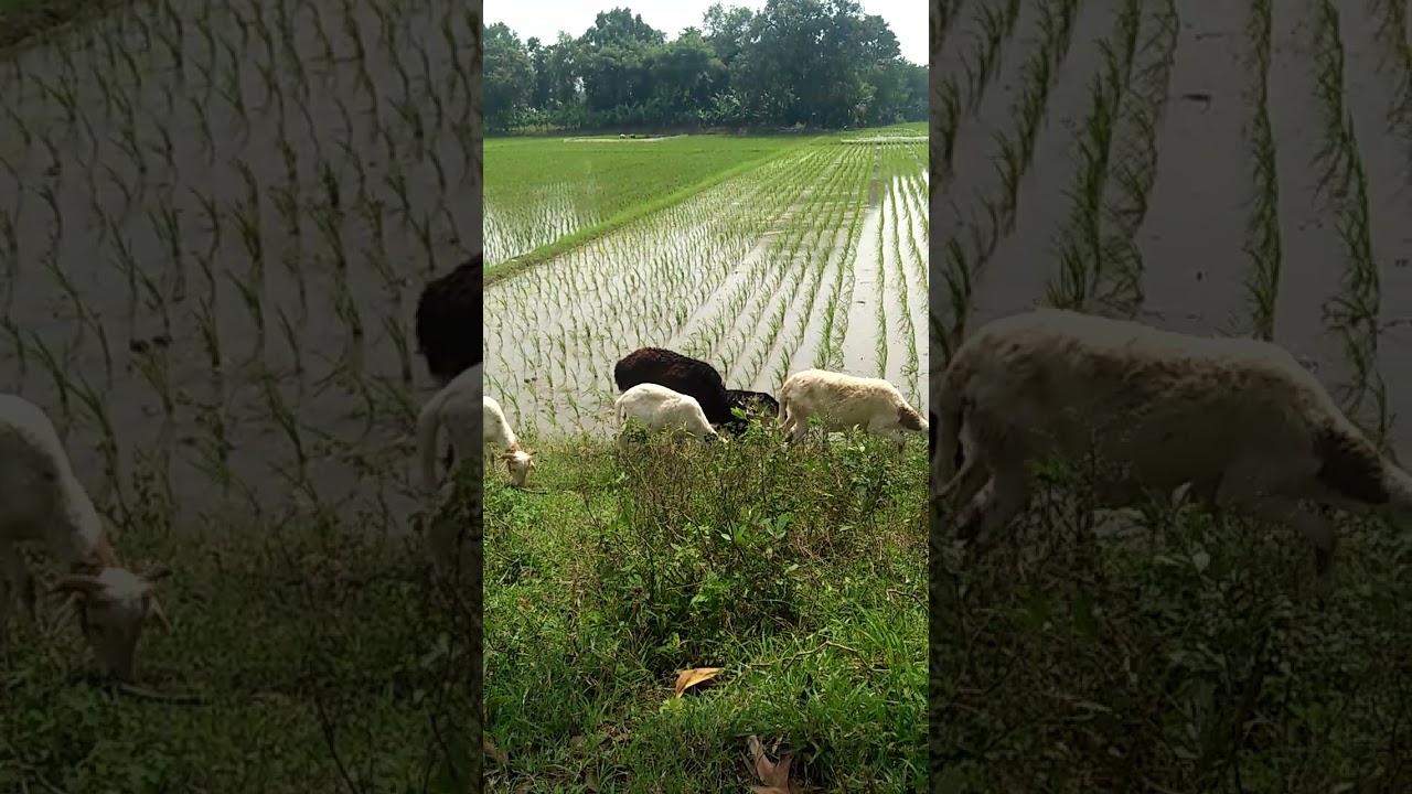 #kambing kurus makan banyak# - YouTube