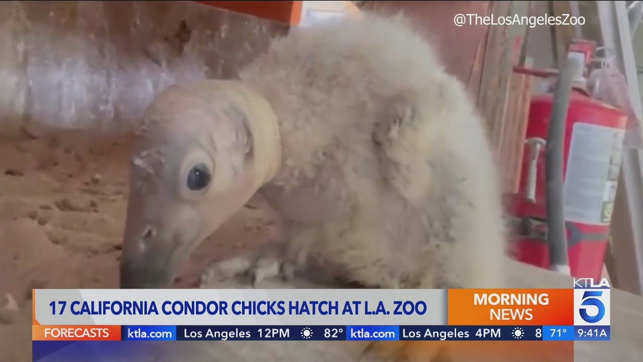 17 California condor chicks hatch at L.A. Zoo - YouTube