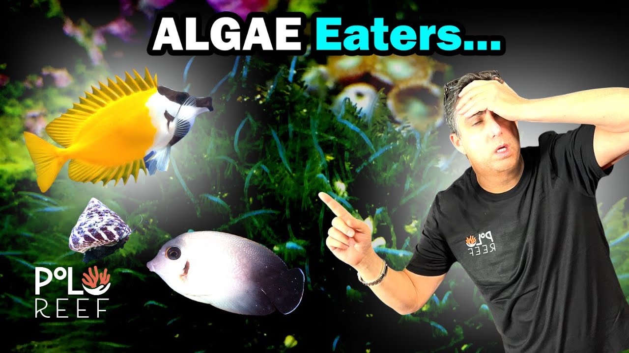 Clean Up Crew Shopping- Part of the excitement of the hobby is looking ...