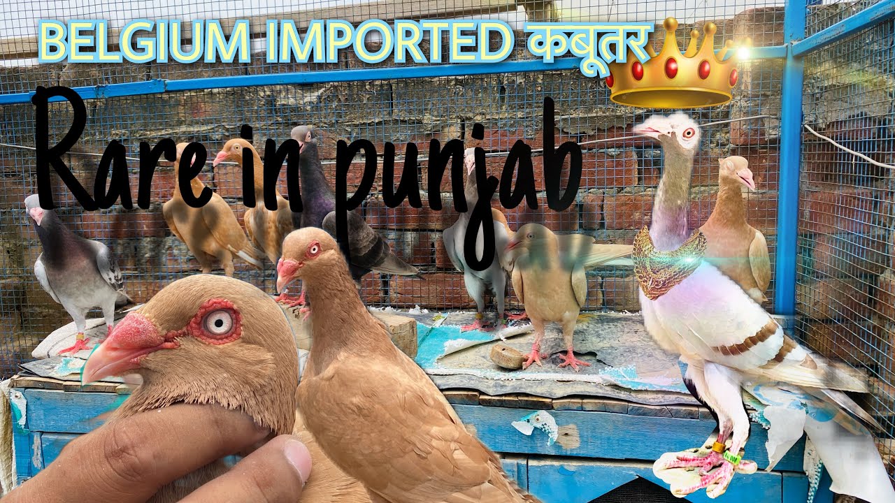 BELGIUM IMPORTED KABUTTAR 😍👌||NEW TREND IN PUNJAB ||RaRe in PUnJaB 😎 ...