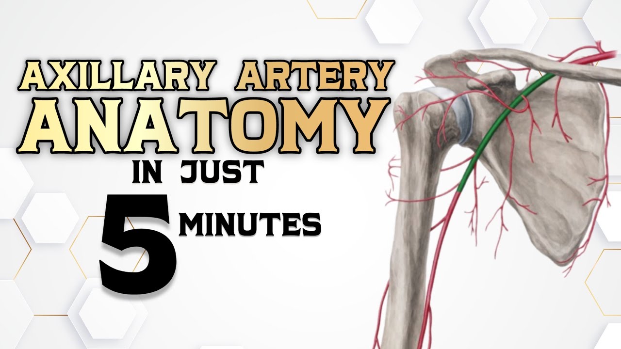 Master Axillary Artery Anatomy in 5 MINUTES - MBBS Anatomy | Upper Limb ...