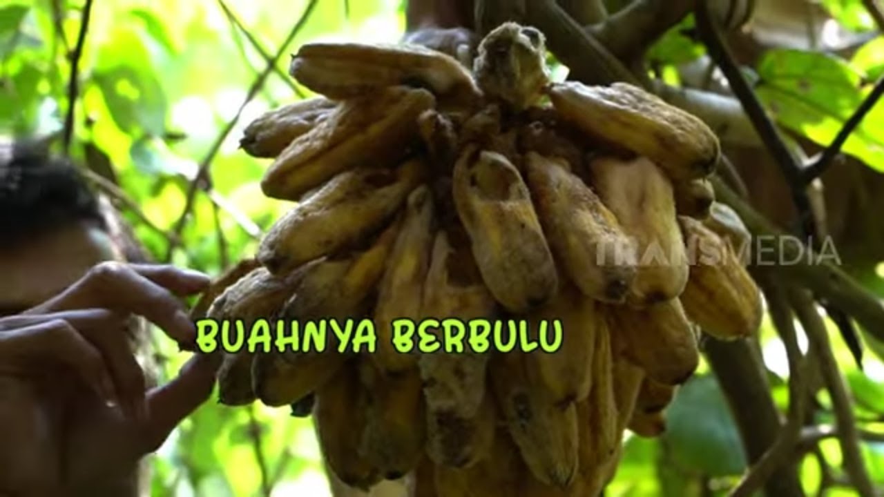 Berburu Buah Langka Di Hutan | ENAH BIKIN ENAK (24/01/23) - YouTube