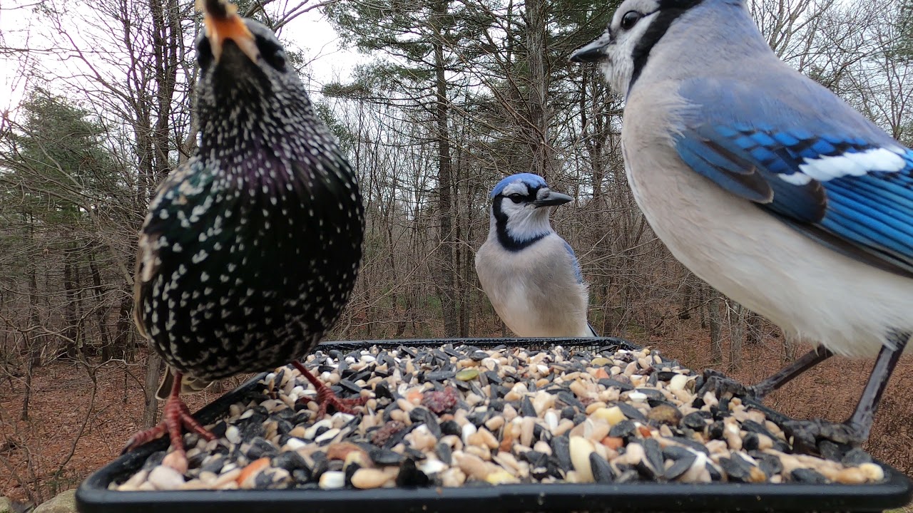 Blue Jays and European Starling - YouTube