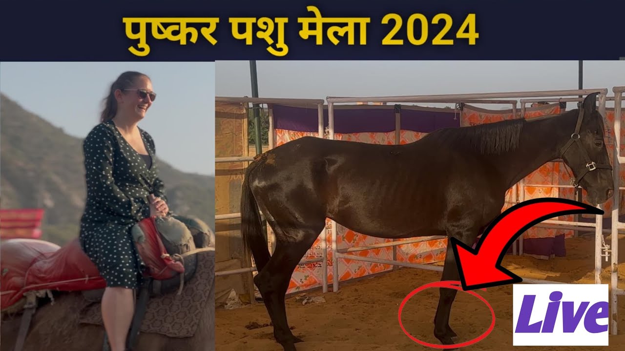 देश का सबसे बड़ा पशु मेला | pushkar pashu mela 2024 || पुष्कर पशु मेला ...