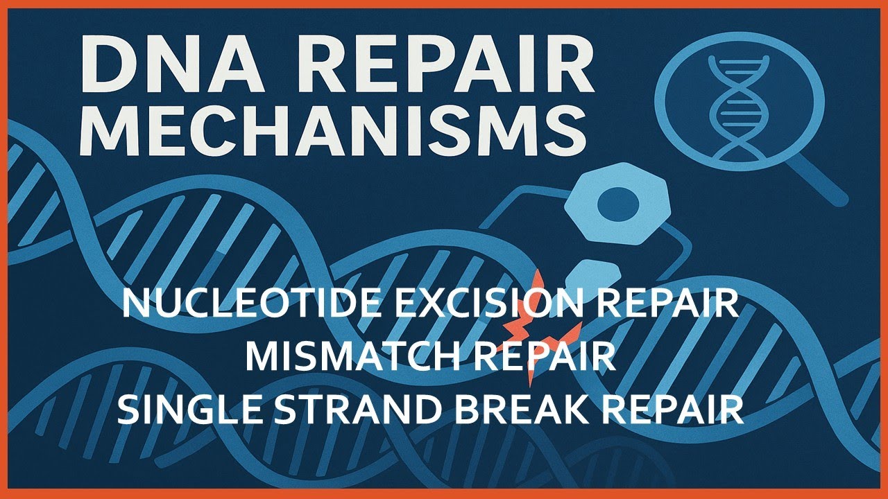DNA REPAIR || NUCLEOTIDE EXCISION, MISMATCH AND SINGLE STRAND BREAK ...