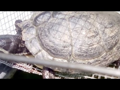 Yago Turtle is waiting for you and for sun - YouTube