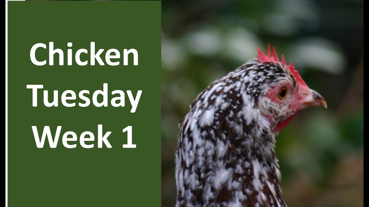 Chicken Tuesday Week 1 - YouTube