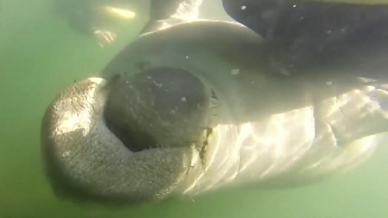 Manatee hugs Florida woman - YouTube