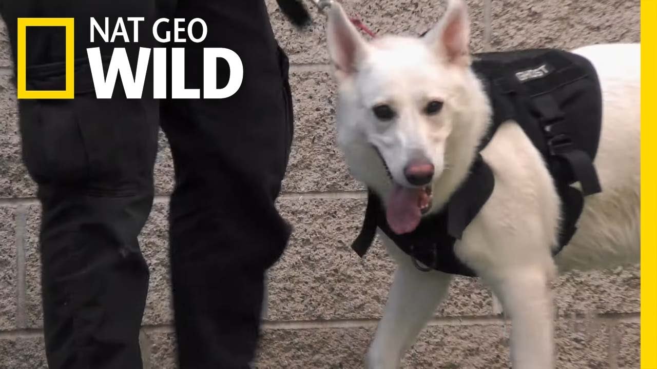 Teaching an Anxious Dog to Focus | Dog: Impossible - YouTube