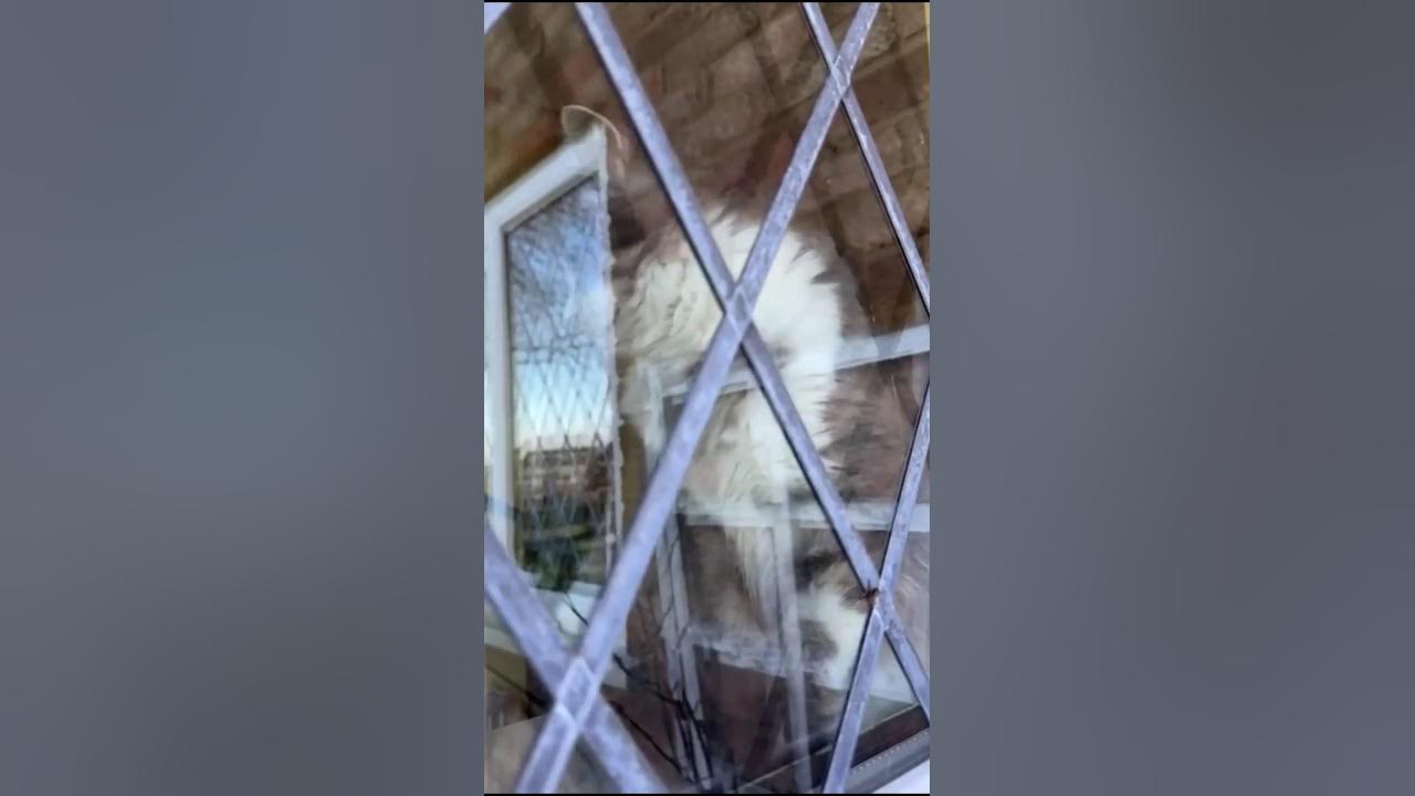 Meow ᓚᘏᗢ #cat #cute #whupdate - YouTube