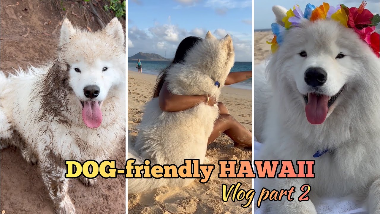 Dog-friendly HAWAII - Part 2 - Muddy hikes, beach and a sunrise we'll ...