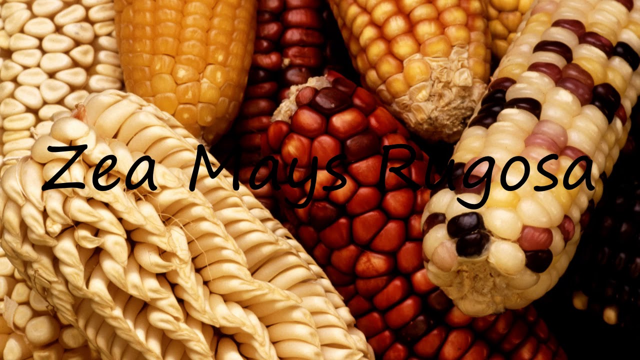 How to Pronounce Zea Mays Rugosa? - YouTube