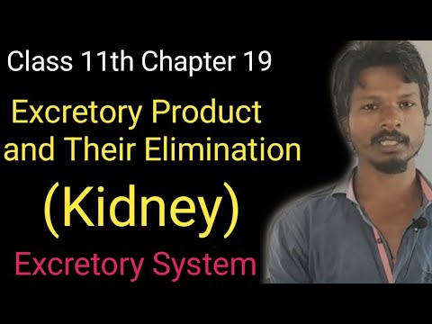 Human Excretory System | Chapter 19|Excretory Product and Their ...
