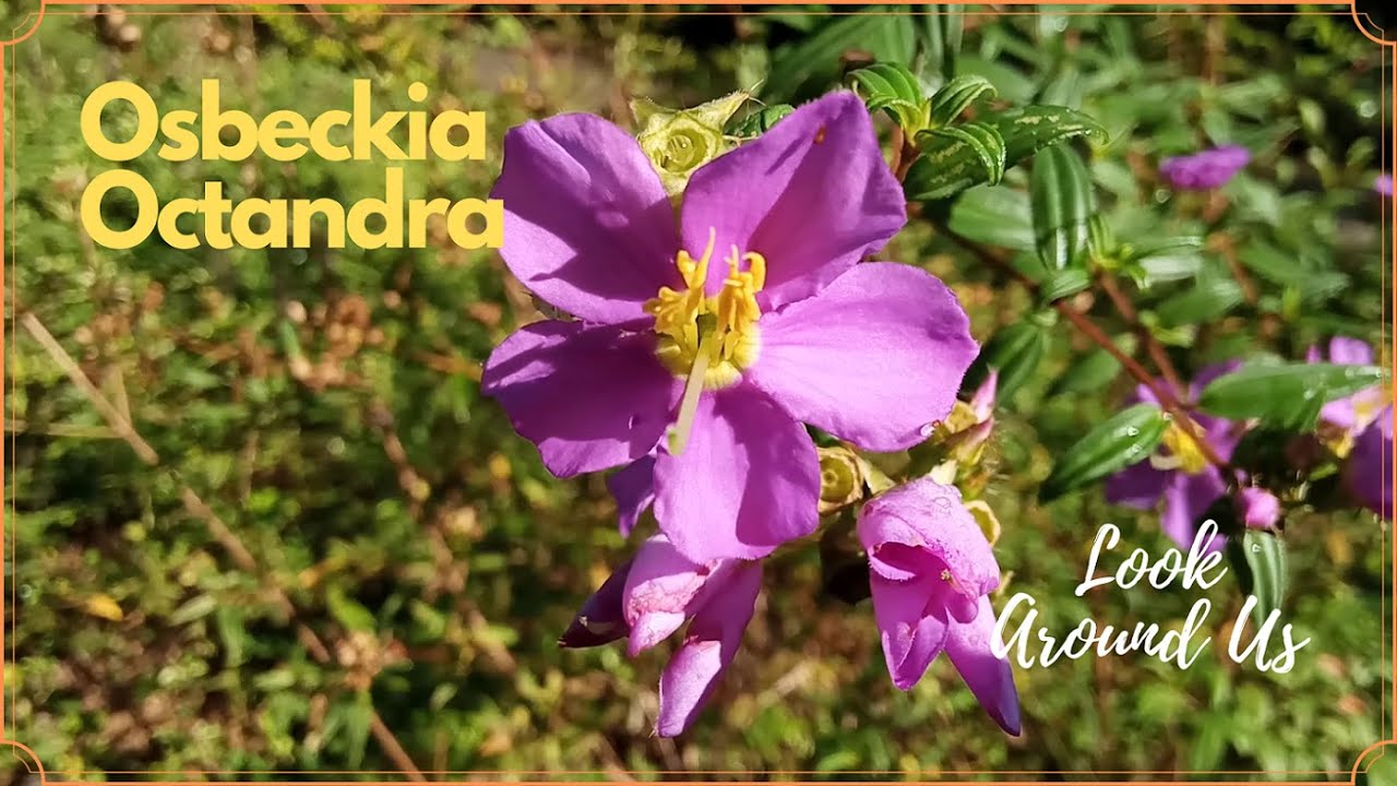 Osbeckia octandra - YouTube