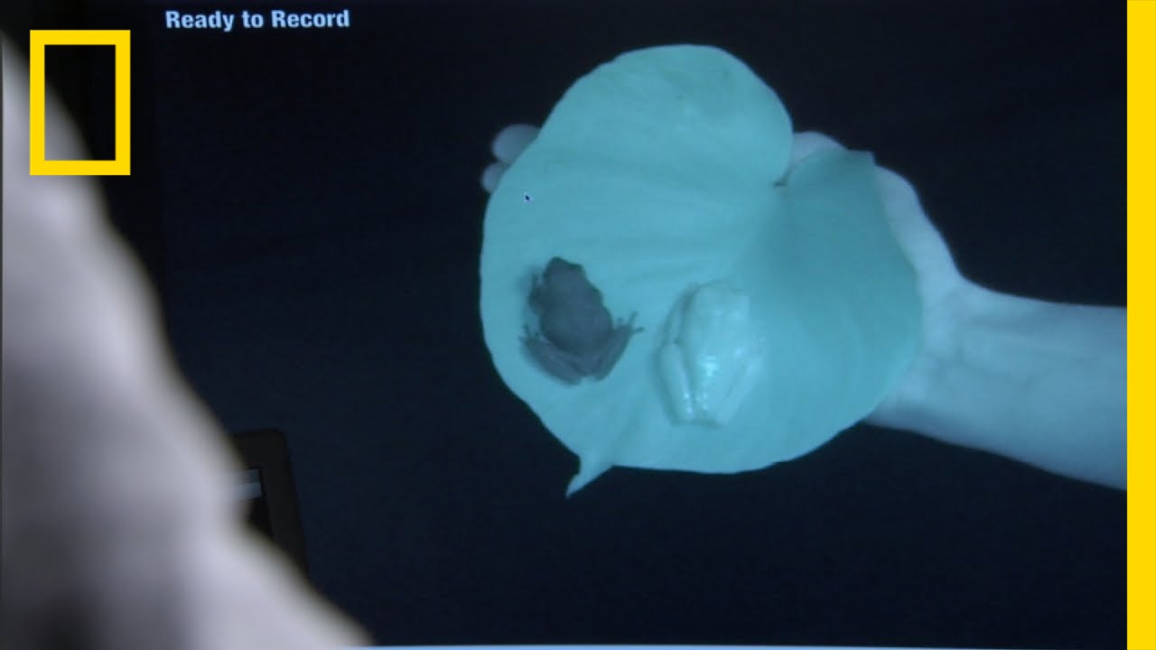 Eye Spy | National Geographic - YouTube