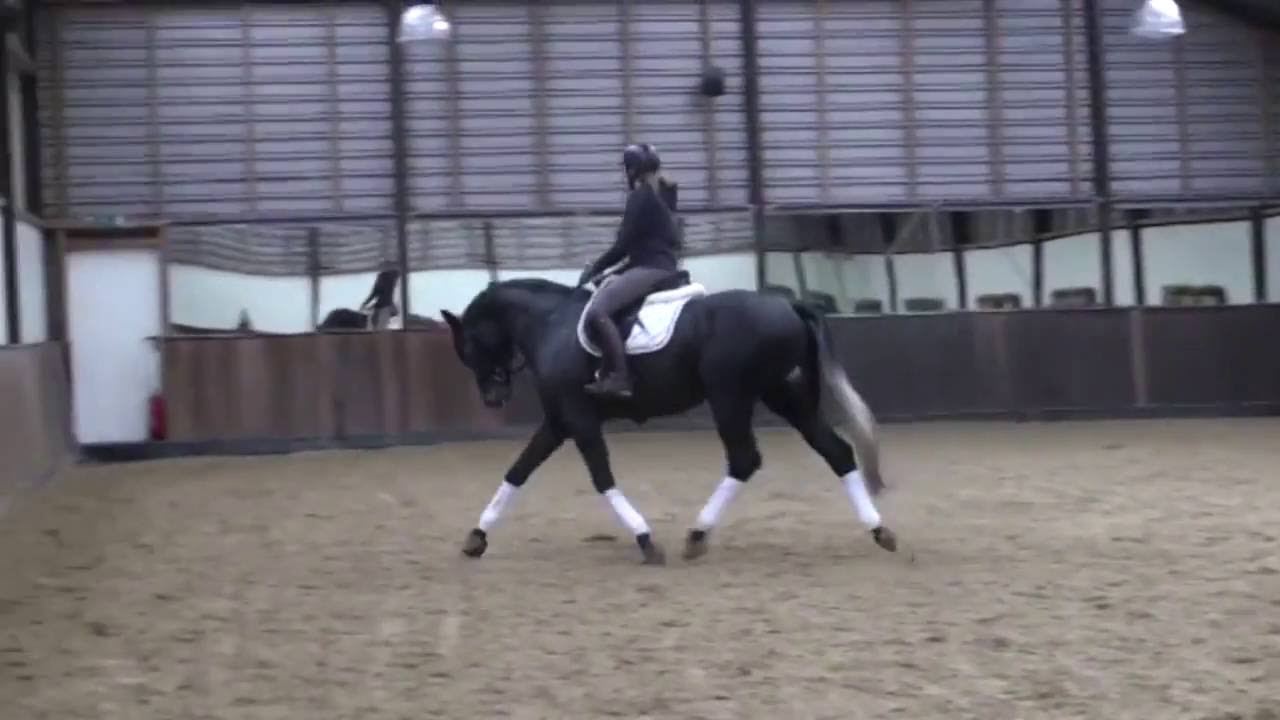 Sorento-Gribaldi/ Trak. stallion * 2013 for sale - YouTube