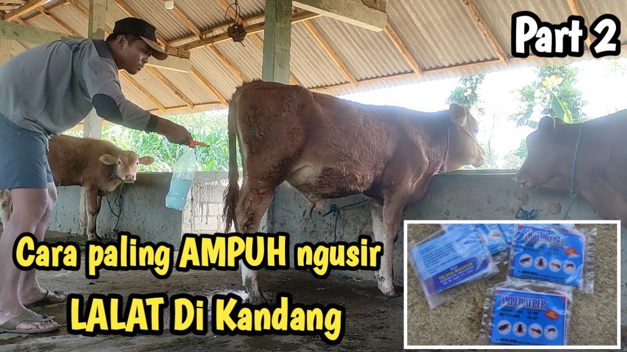 Benar-Benar Ampuh Mengusir LALAT Di Kandang Sapi🔴Part2 - YouTube