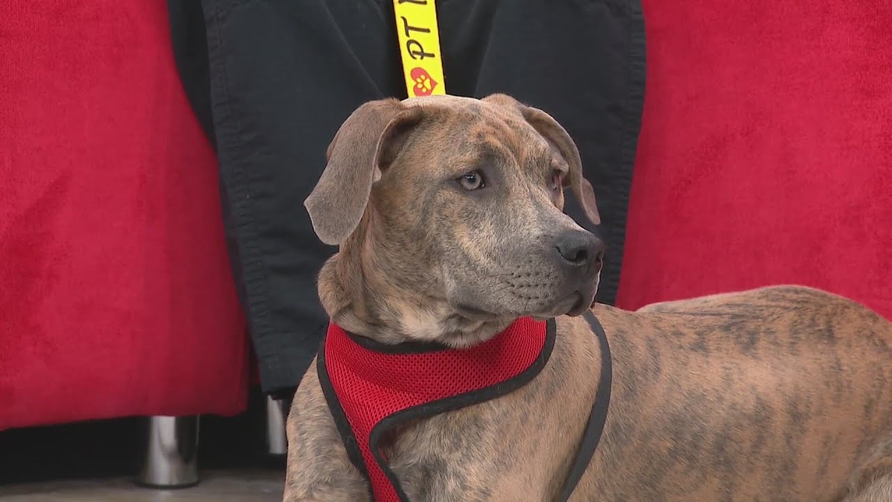 Meet Bella: Energetic Pup Ready for Adoption - YouTube