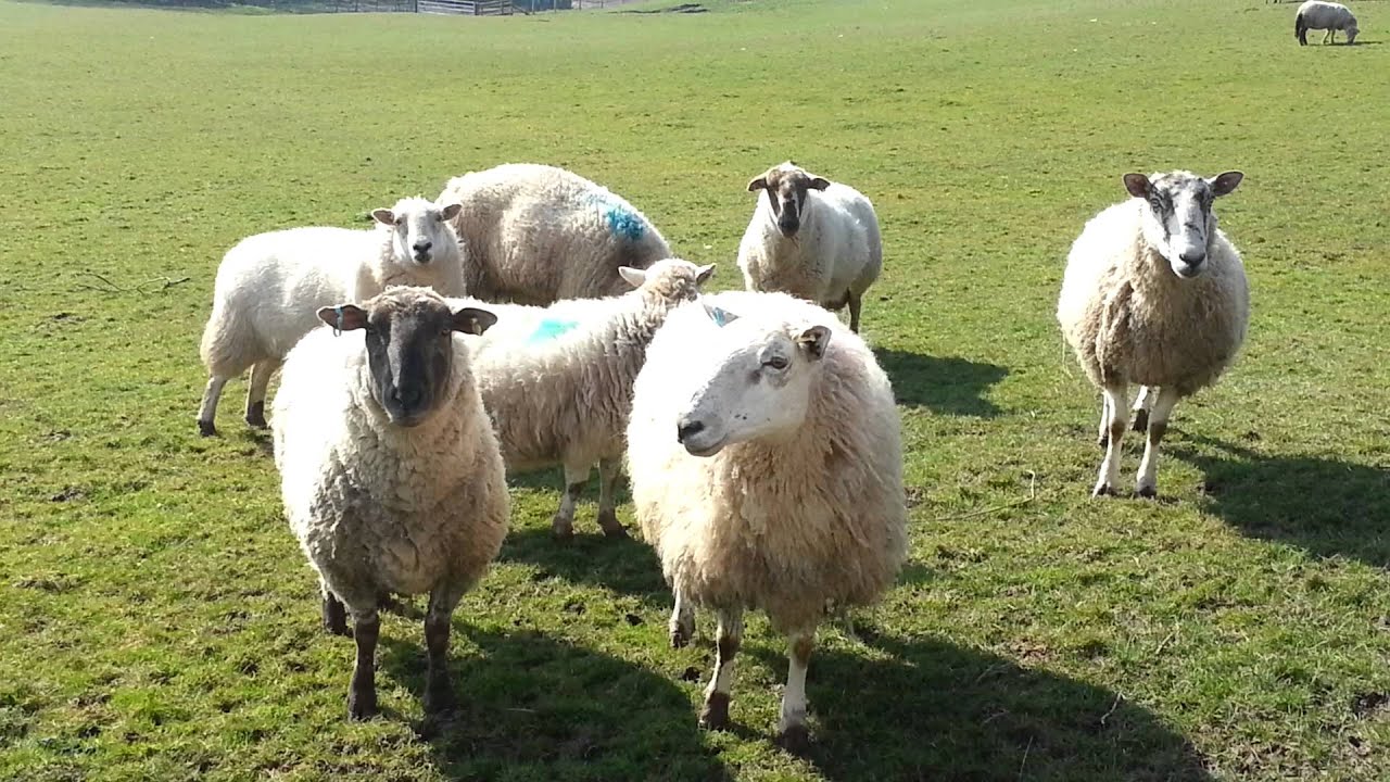 Baaaaaaaagh!! Funny sheep sound - YouTube