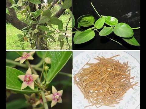 Damvel: Best Herbal Medicine for Respiratory Problems - YouTube