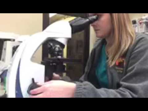 VET 112 Perform a Direct Fecal Smear - YouTube