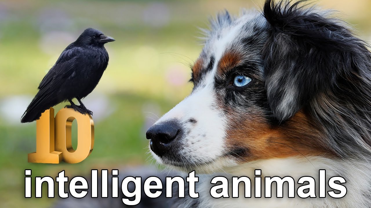 Top 10 most intelligent animals in the world. - YouTube