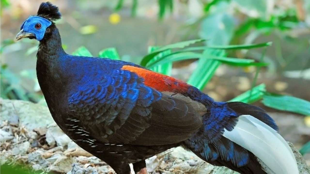 Male crested fireback pheasant (Lophura rufa) Shows Off His Plumage ...