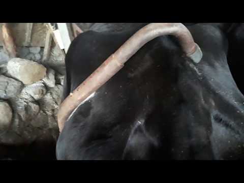 İnekler için bacak kilidi  bu sayede  tekme atamıyor