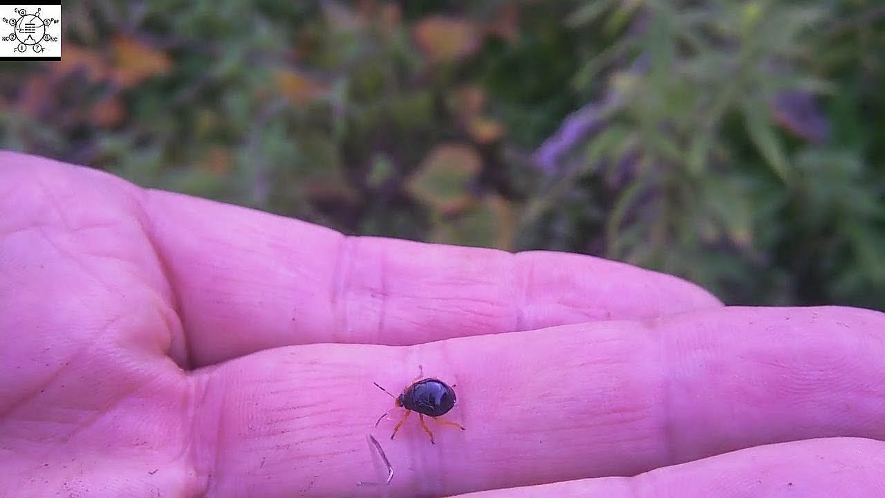 Anchor Stink Bug (Nymph) - Stiretrus anchorago - YouTube