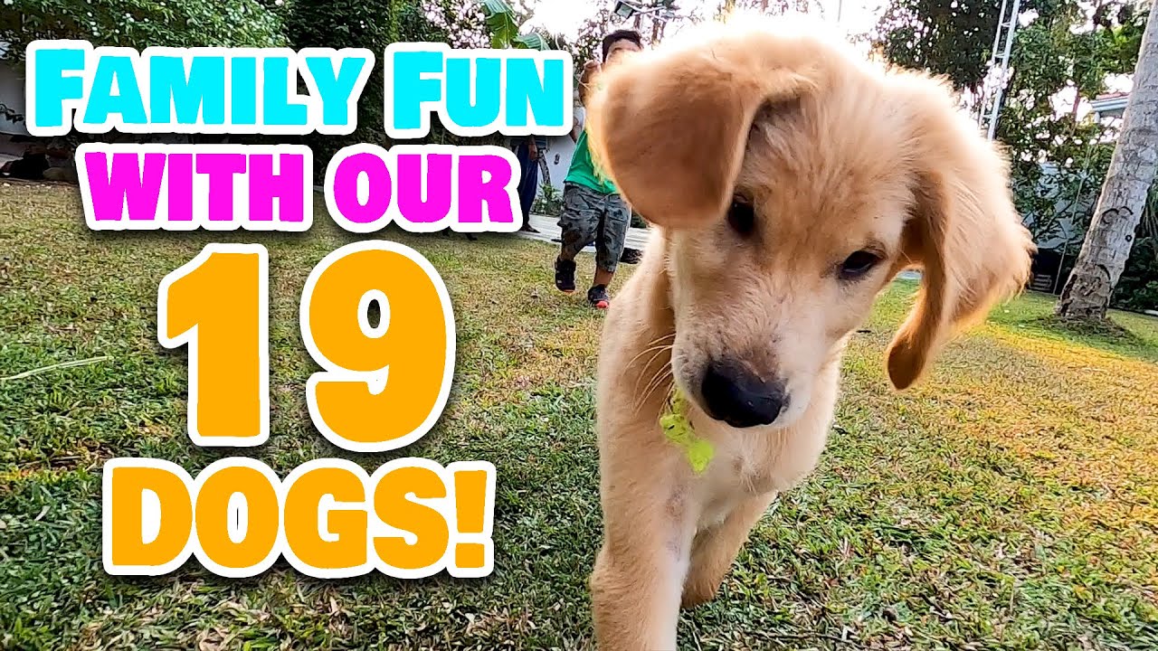 Family Fun playing with our 19 dogs & puppies! - YouTube