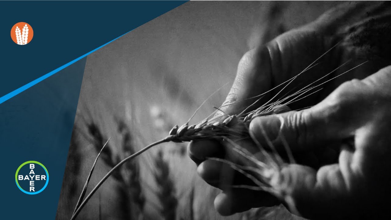 Cereal Fungicides: It’s Grow Time with Prosaro® PRO - YouTube