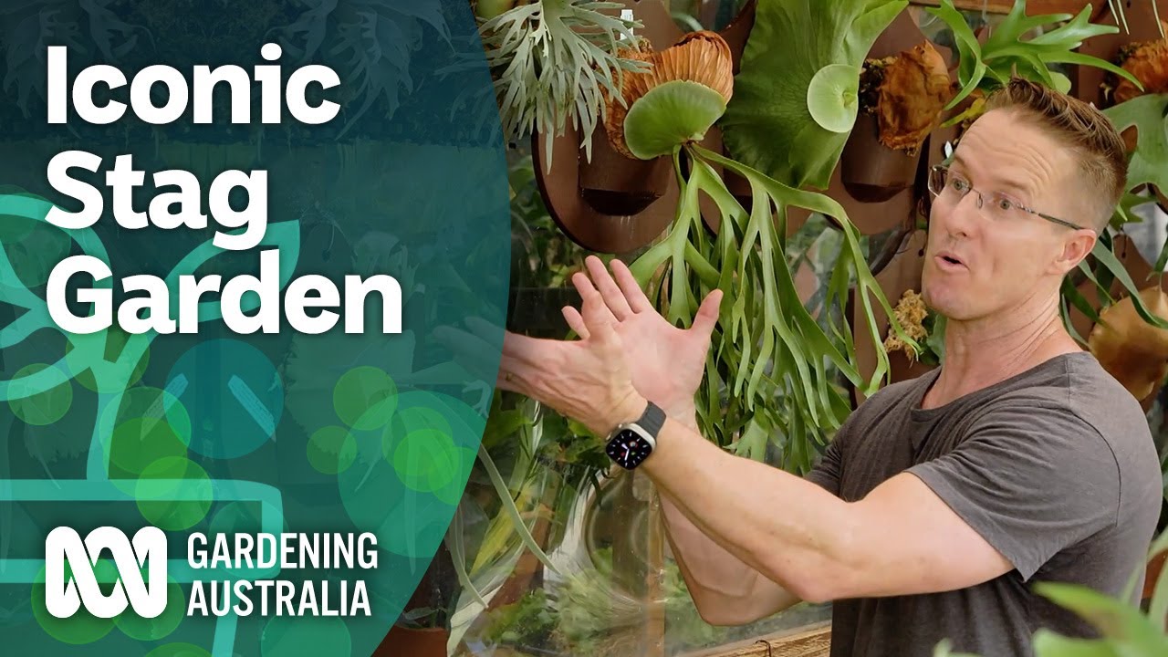 Iconic Stag Garden | Discovery | Gardening Australia - YouTube