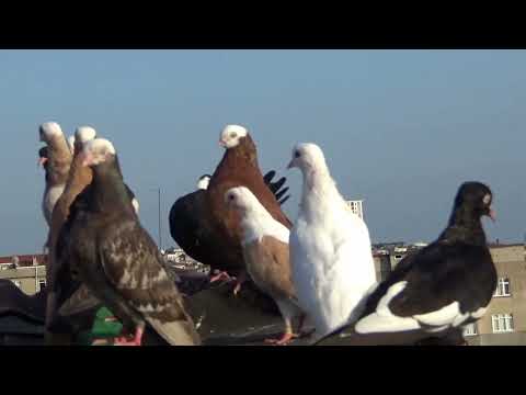 İKİ KAÇAK AYNI ANDA İNDİ KAÇAKLARI RAKİP KÜMESLE PAY ETTİK BAKIN ONA NE DÜŞTÜ