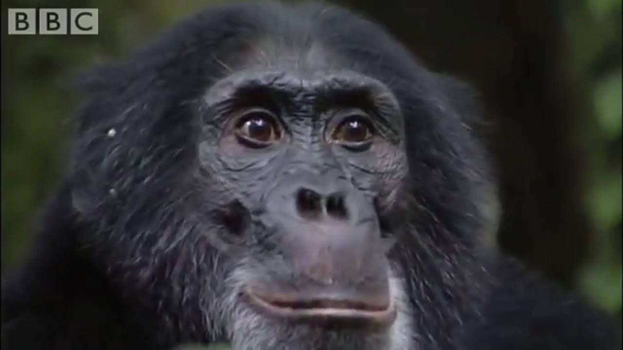 Chimps Evolving - Do The Evolution music video - YouTube