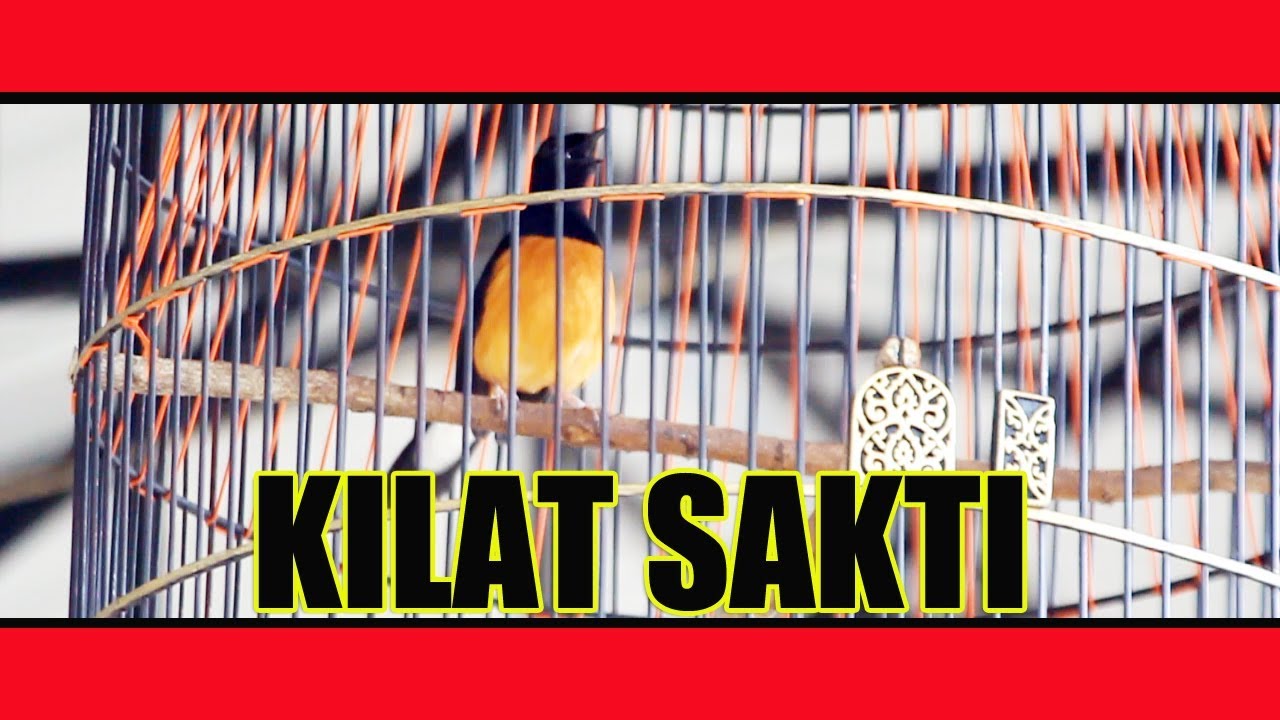 DUNIA HOBI : Aksi Murai Batu KILAT SAKTI Juara 6 Di Event CAP GO MEH ...