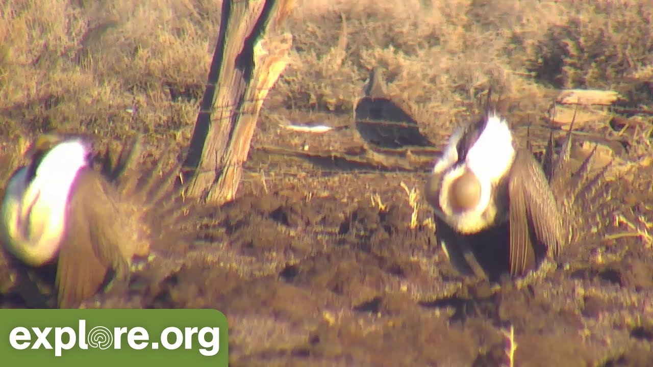 Fitz Facts - Sage Grouse Lek - YouTube