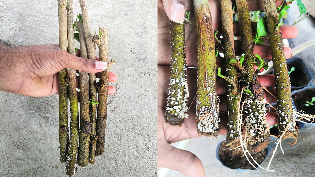 Easy hibiscus propagation rooting success from cuttings in water! water ...