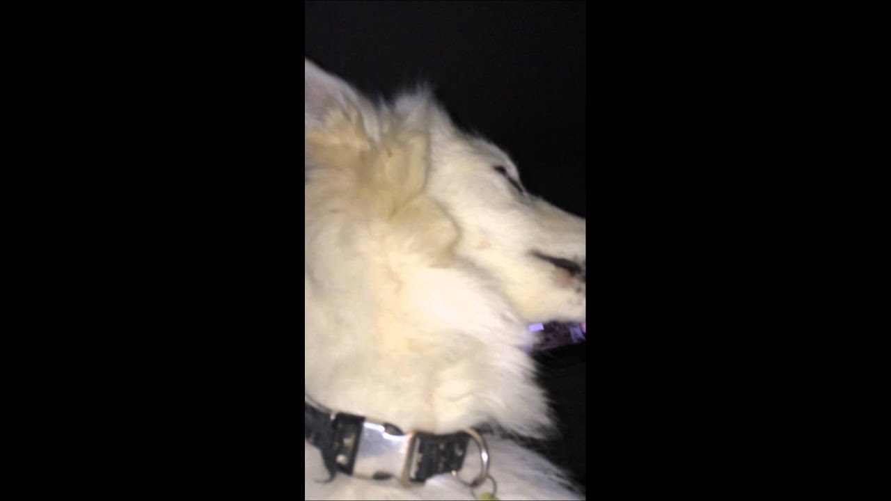 This is my big fat wolf - YouTube