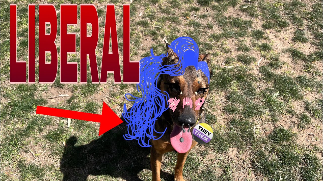 LIBERAL SCHOOL (for dogs) - YouTube