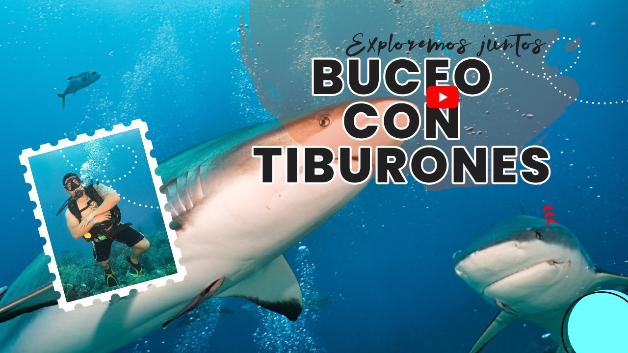 Vive la experiencia de tu vida: bucea con tiburones en Roatán y descubre su belleza y ...