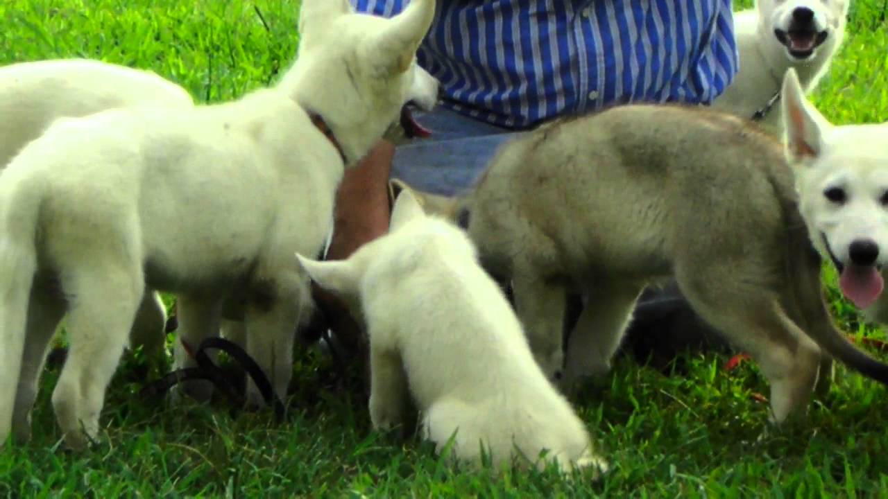 Alaskan Noble Companion Dog/Alaskan Husky Mix puppies - YouTube