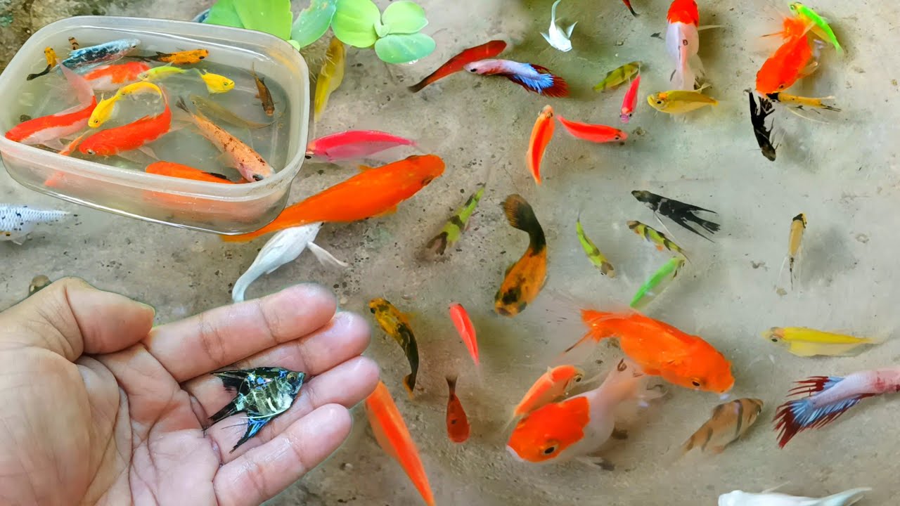 finding colourful ornamental fish koi fish Koki fish catfish betta fish ...