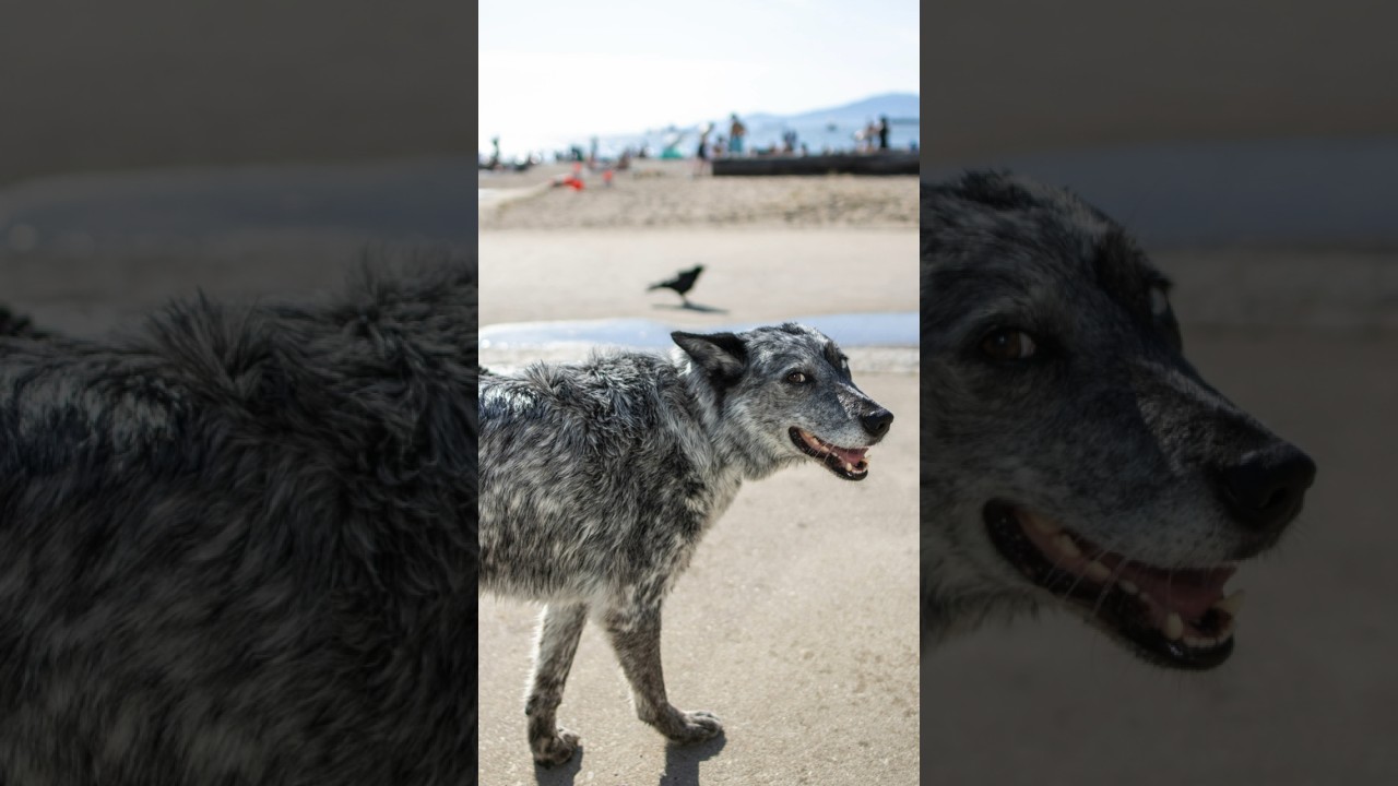 Meet Sheena! #animalphotography #dogphotography #dog - YouTube