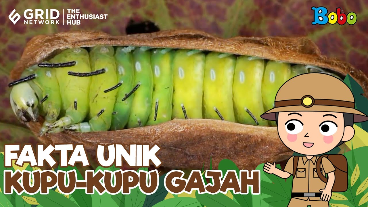Fakta Menarik Kupu-Kupu Gajah - Ngengat yang Mirip Kupu-Kupu - YouTube